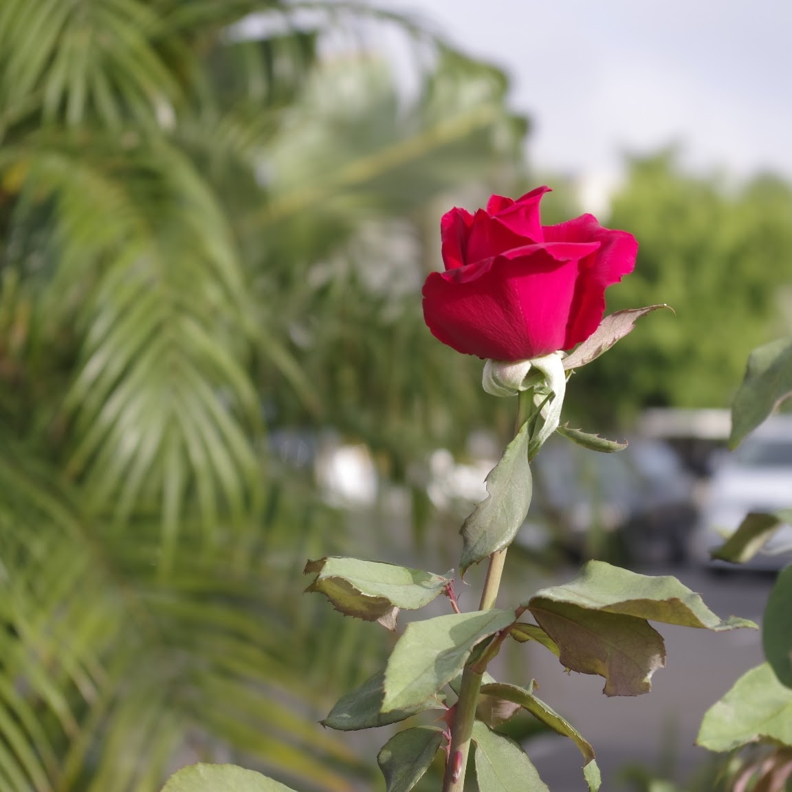 Riko*Mako | インテリア絵画 アートの専門通販 thisisgallery（ディスイズギャラリー）